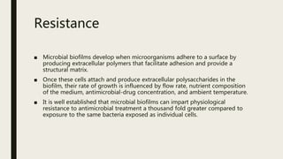Burkholderia cepacia | PPTX