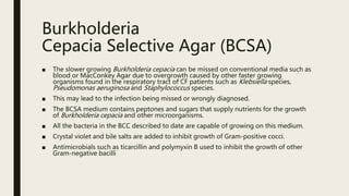 Burkholderia cepacia | PPTX