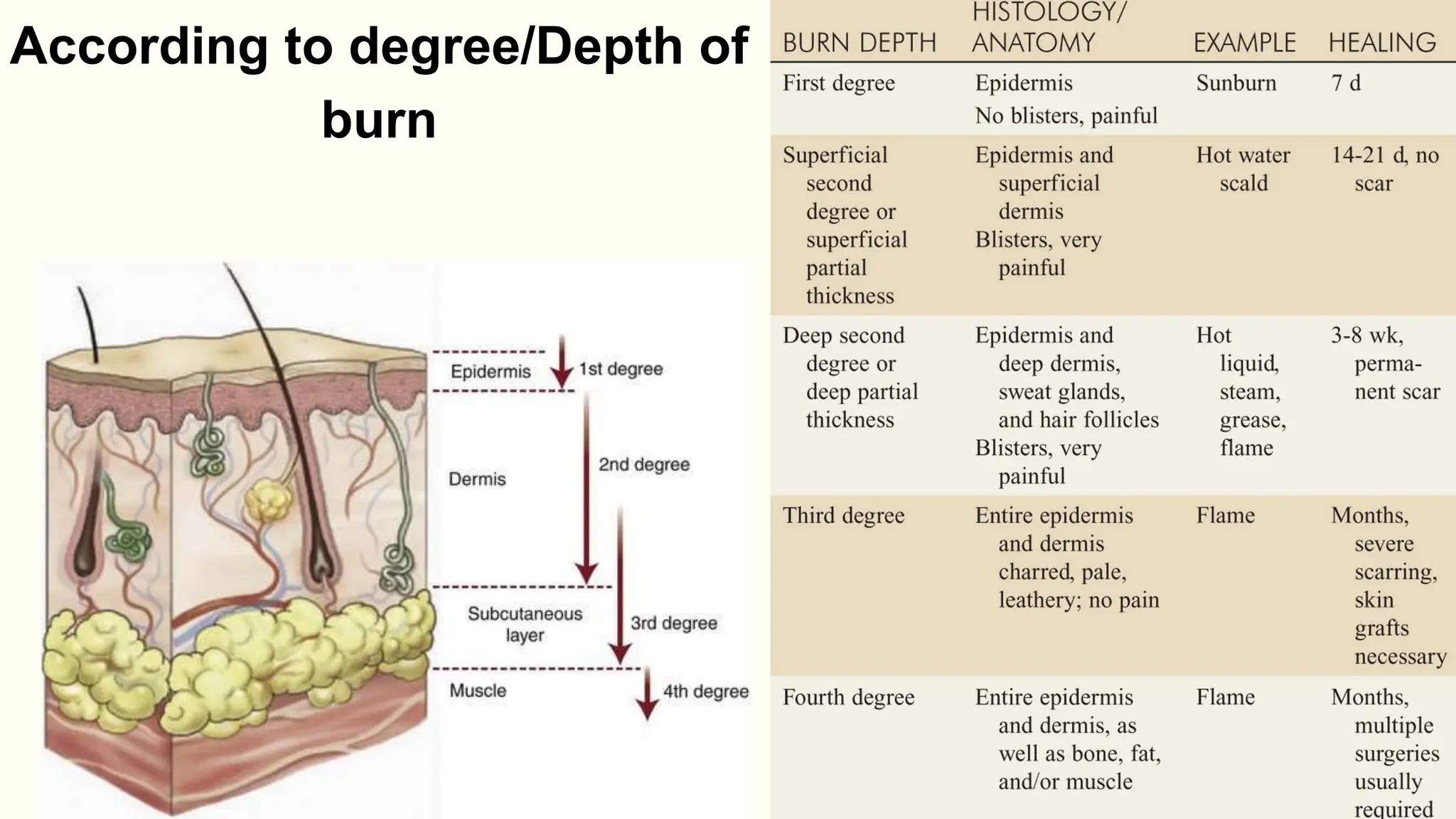 Nursing management of burn patient chapter bsc nursing 4 th semester | PPTX
