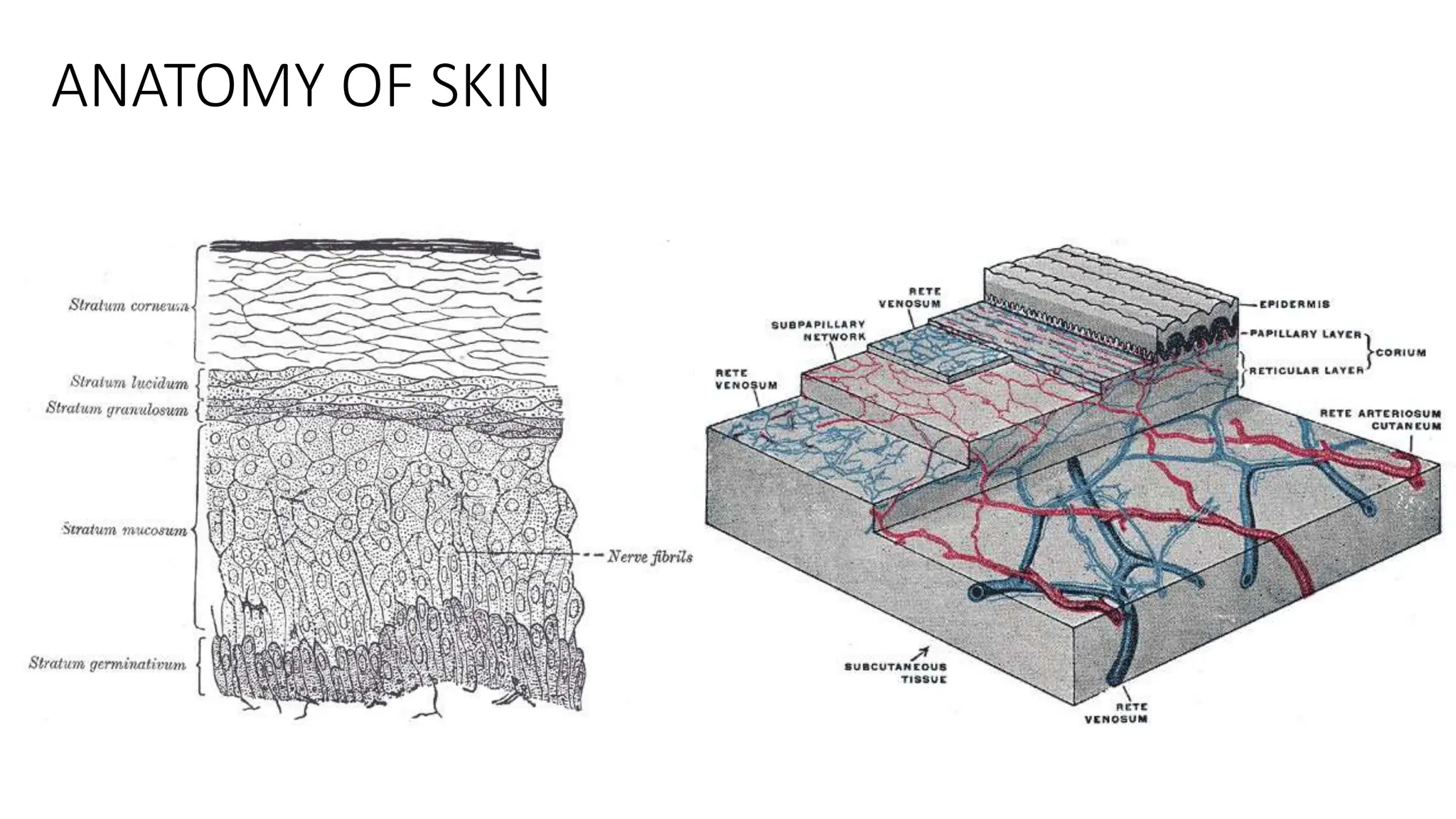 Acute Burn classifaction & pathology.pptx