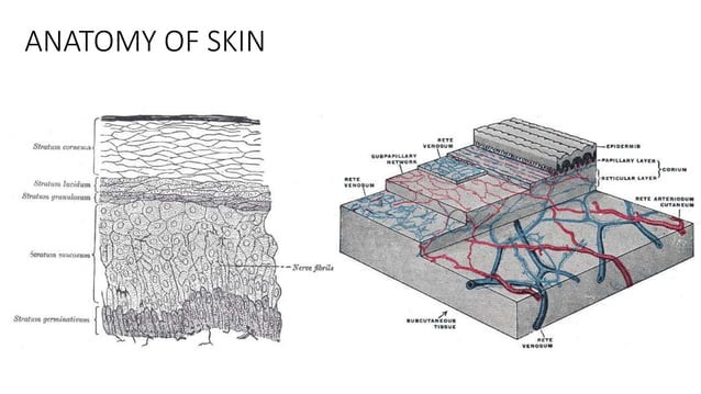 Acute Burn classifaction & pathology.pptx