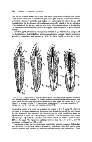 Estimation of Age from Individual Adult Teeth | PDF