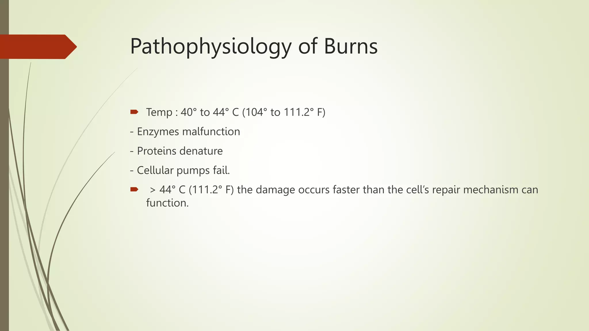 burns ppt.pptx