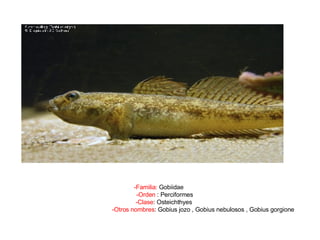Burret | PPT