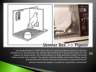 Skinner Box Pigeon