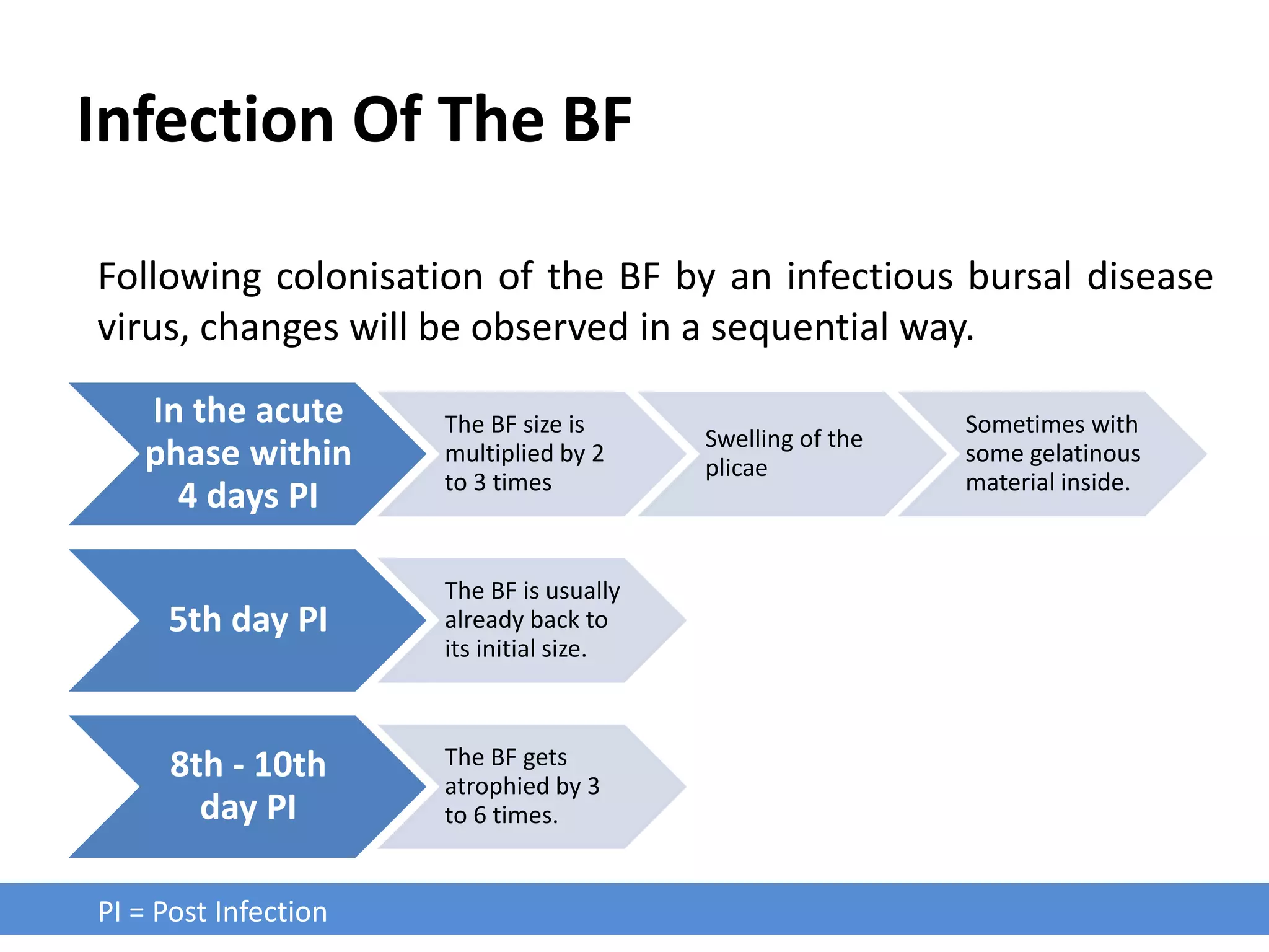 Bursa Body Weight Ratio in Poultry | PPTX