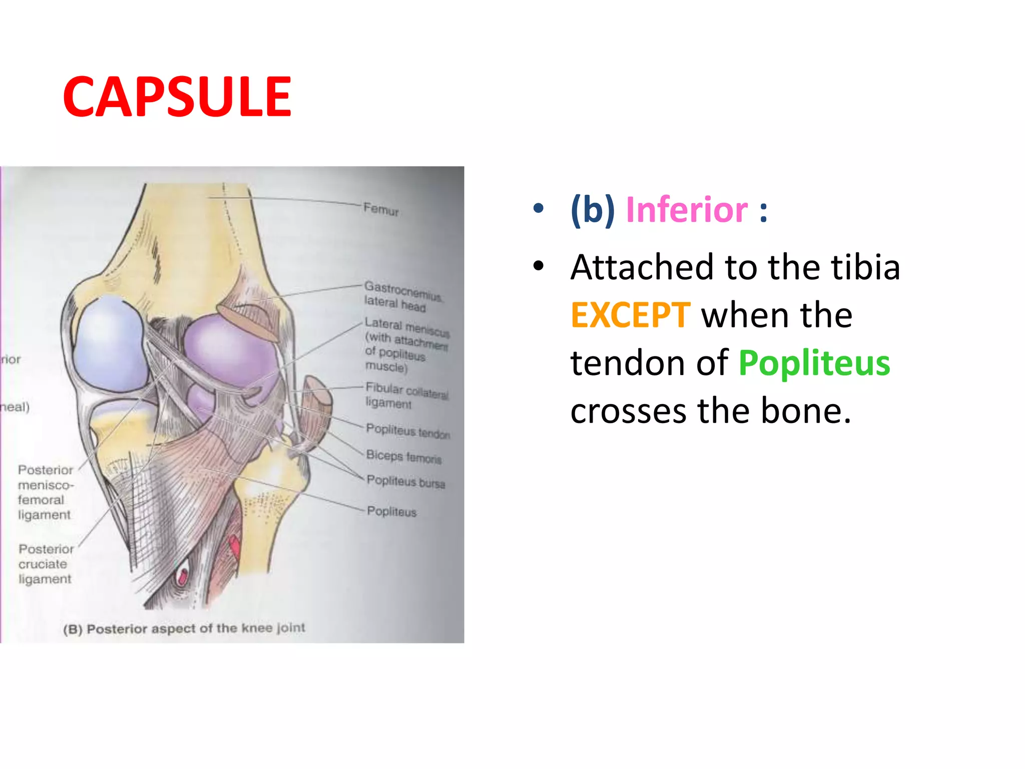 Bursae around knee joint | PPTX