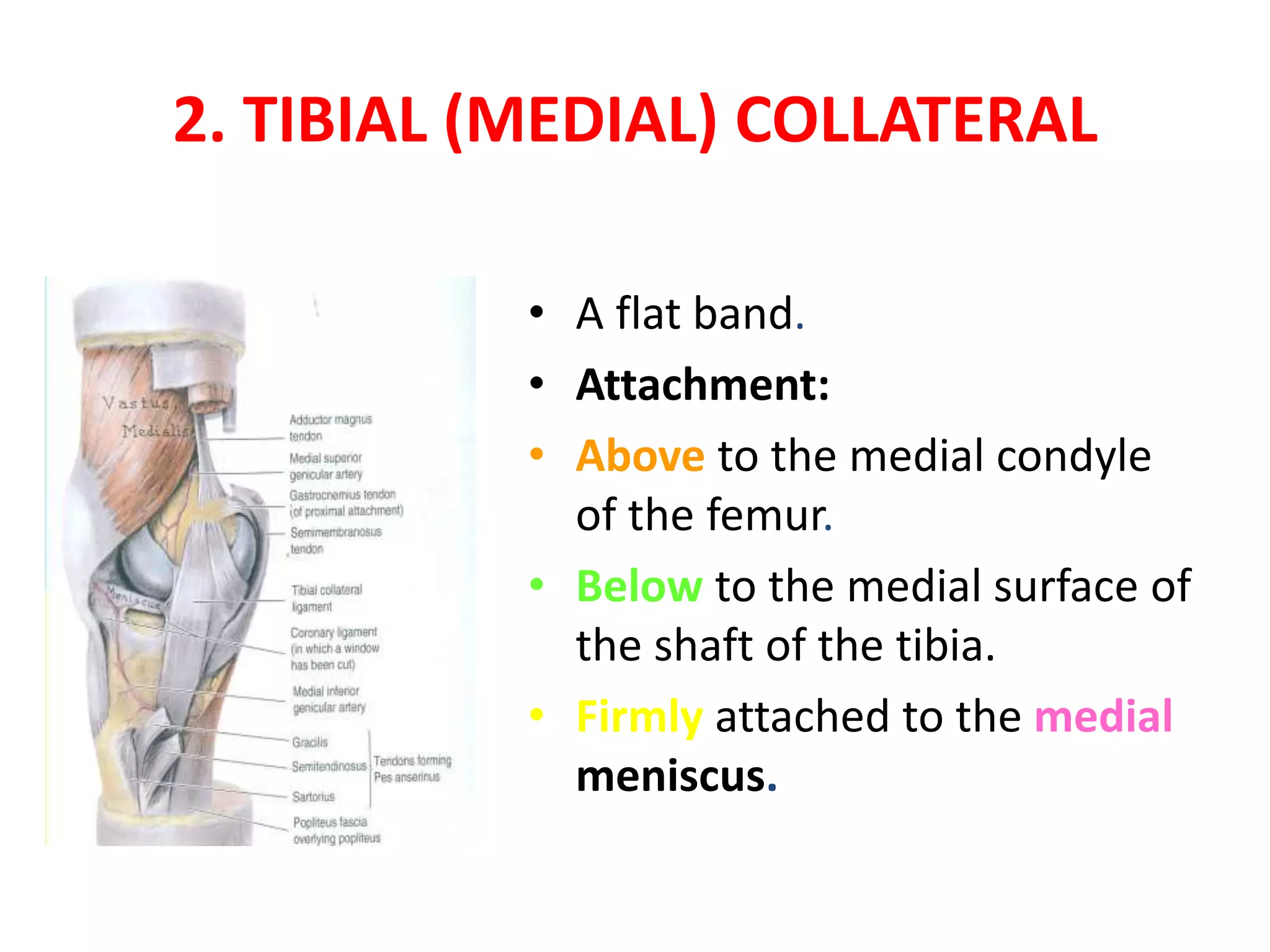Bursae around knee joint | PPTX