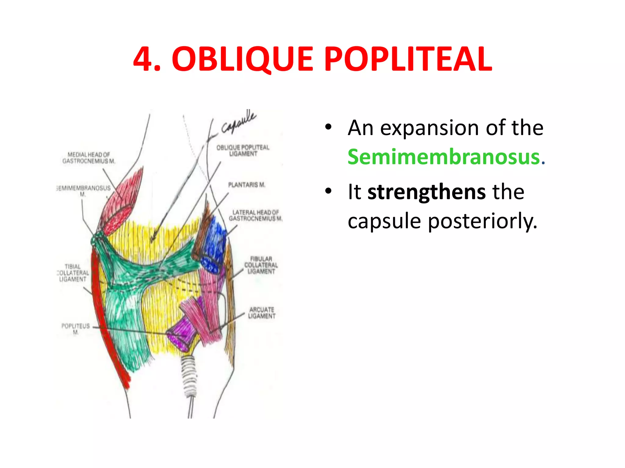 Bursae around knee joint | PPTX
