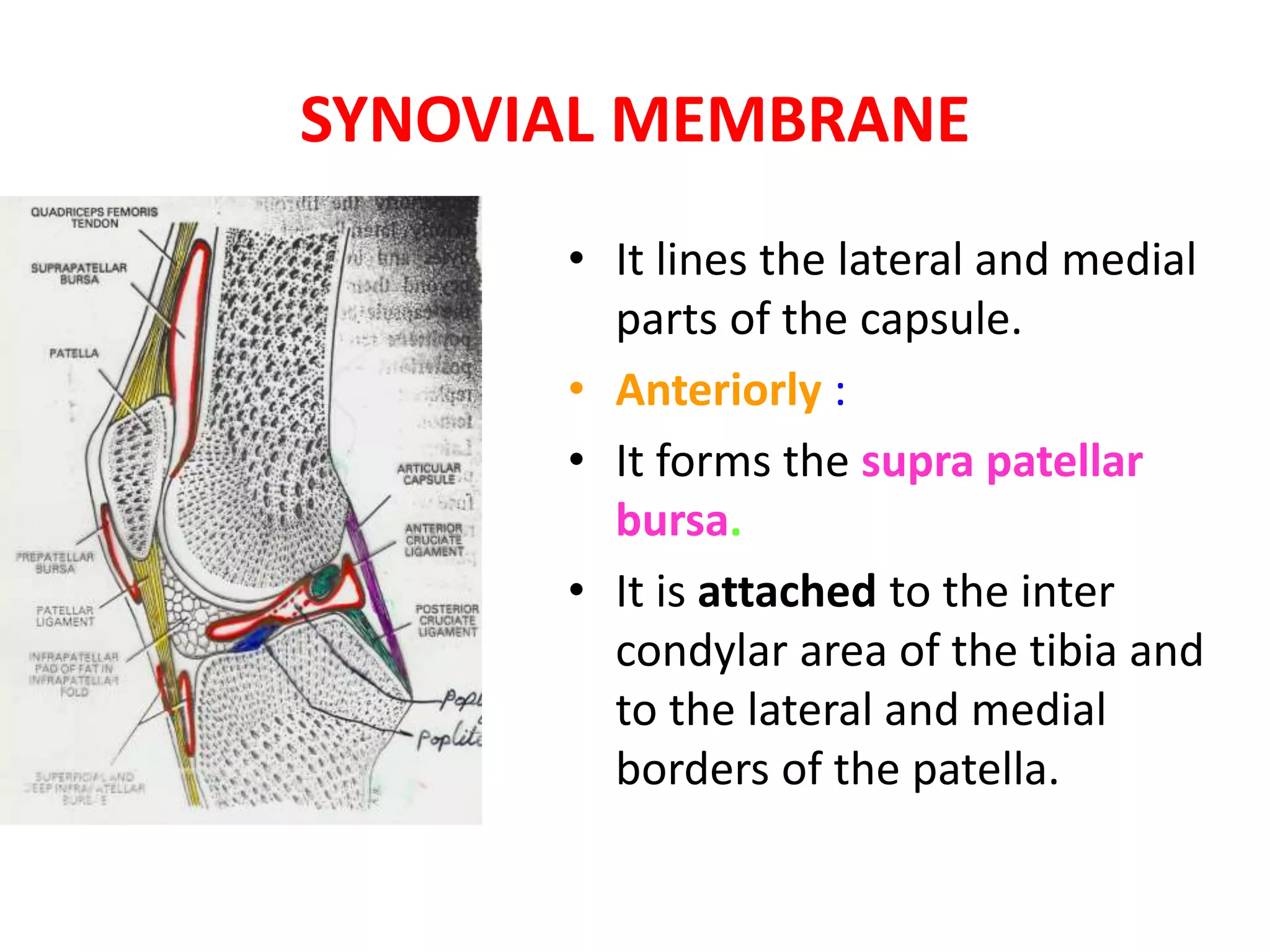 Bursae around knee joint | PPTX