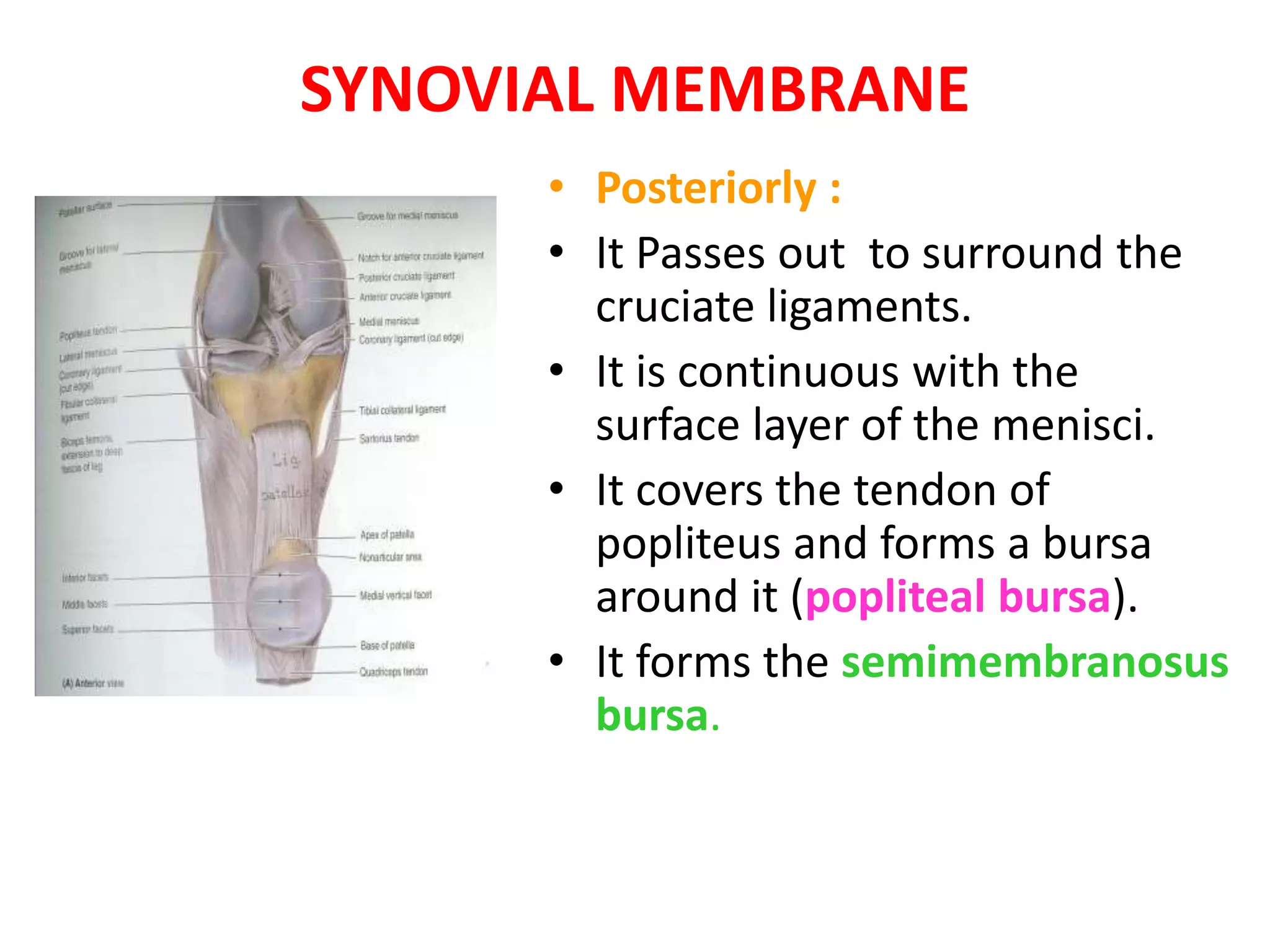 Bursae around knee joint | PPTX