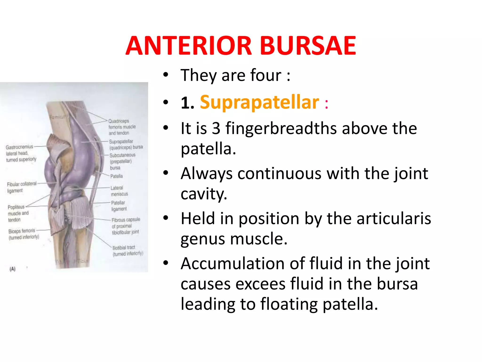 Bursae around knee joint | PPTX