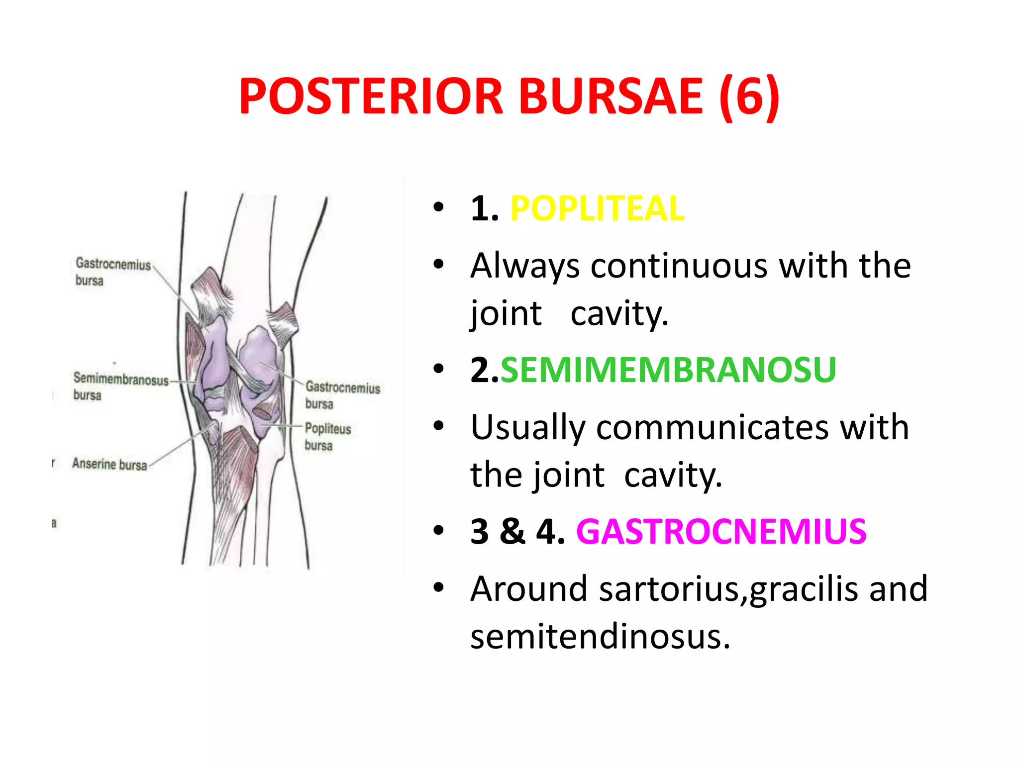 Bursae around knee joint | PPTX