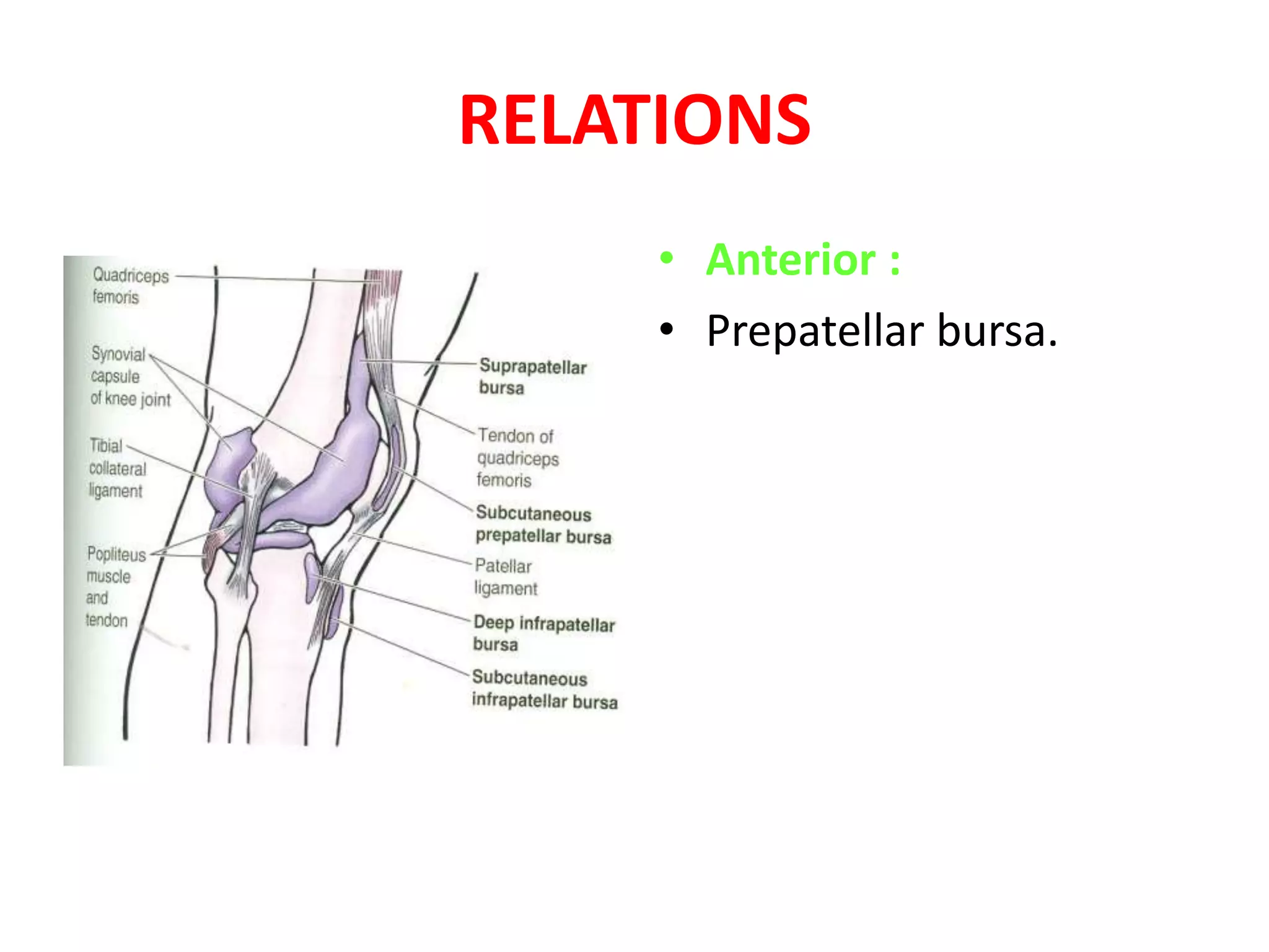 Bursae around knee joint | PPTX