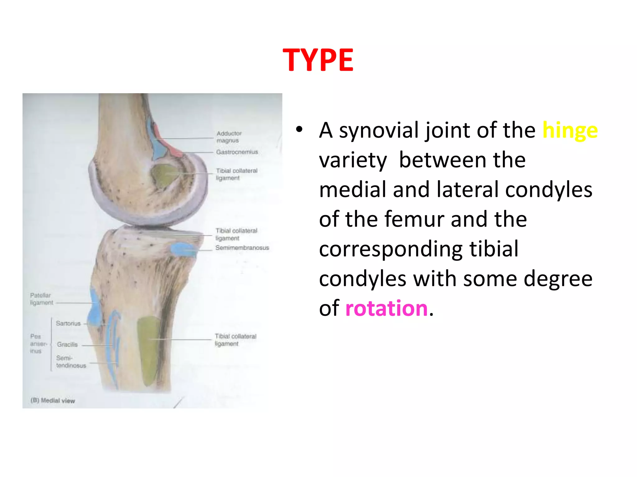 Bursae around knee joint | PPTX