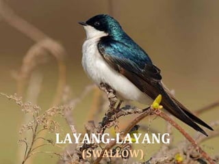 Burung | PPT
