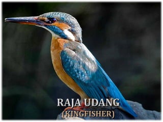 Burung | PPT