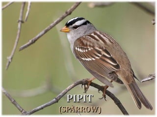 Burung | PPT