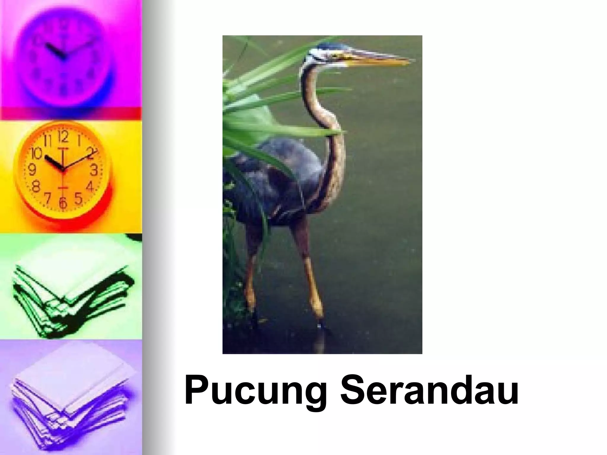 Burung Pucung | PPT