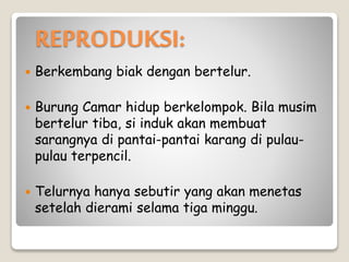 BURUNG CAMAR (Laridae sp.) | PPTX