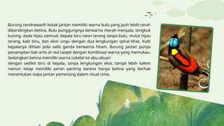 Laporan Observasi BURUNG CENDERAWASIH BOTAK KELOMPOK 7 (X.7).pptx.pptx