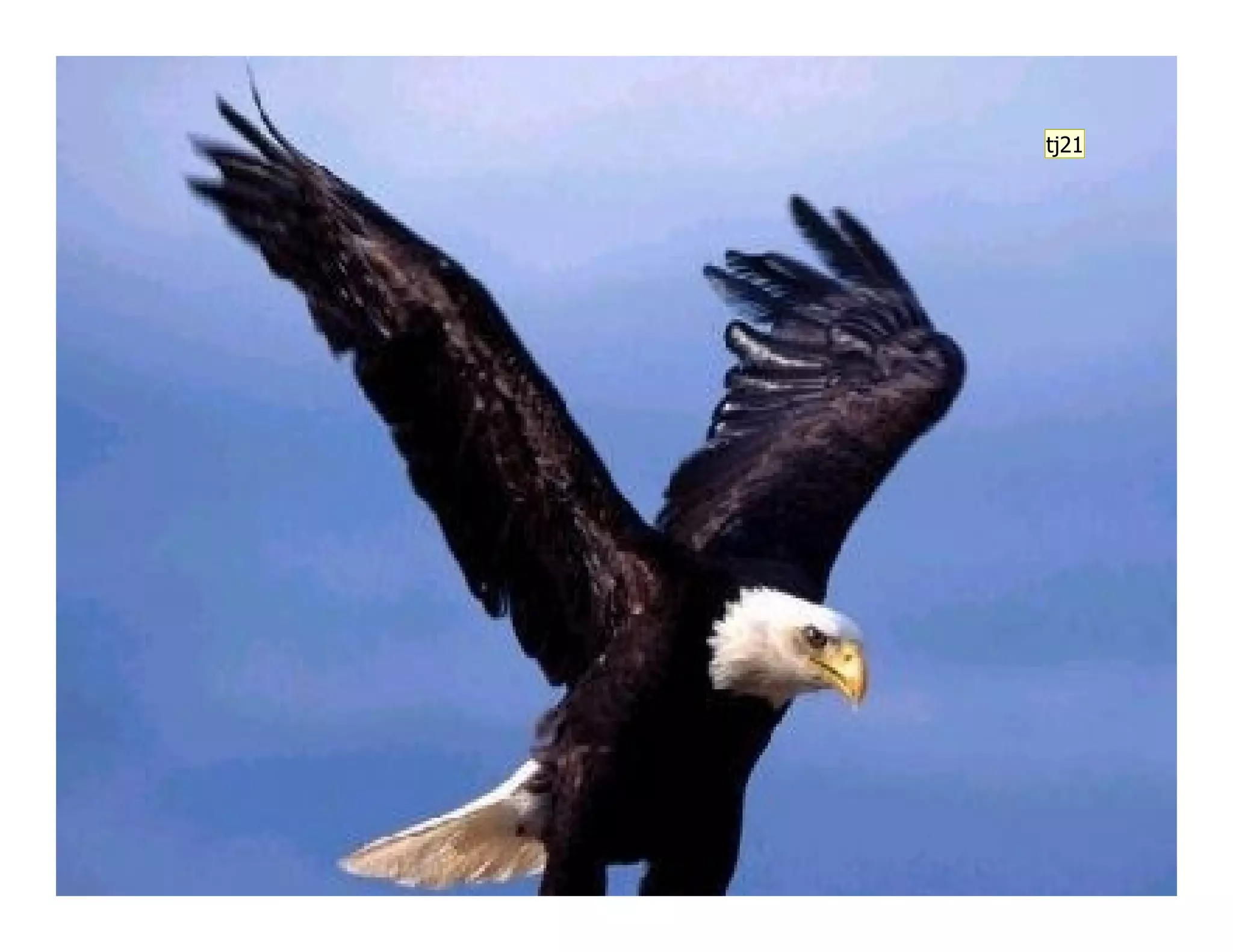 Burung helang lengkap | PDF