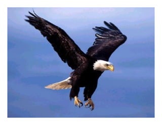 Burung helang lengkap | PDF