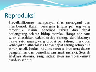 Burung Laut | PPTX