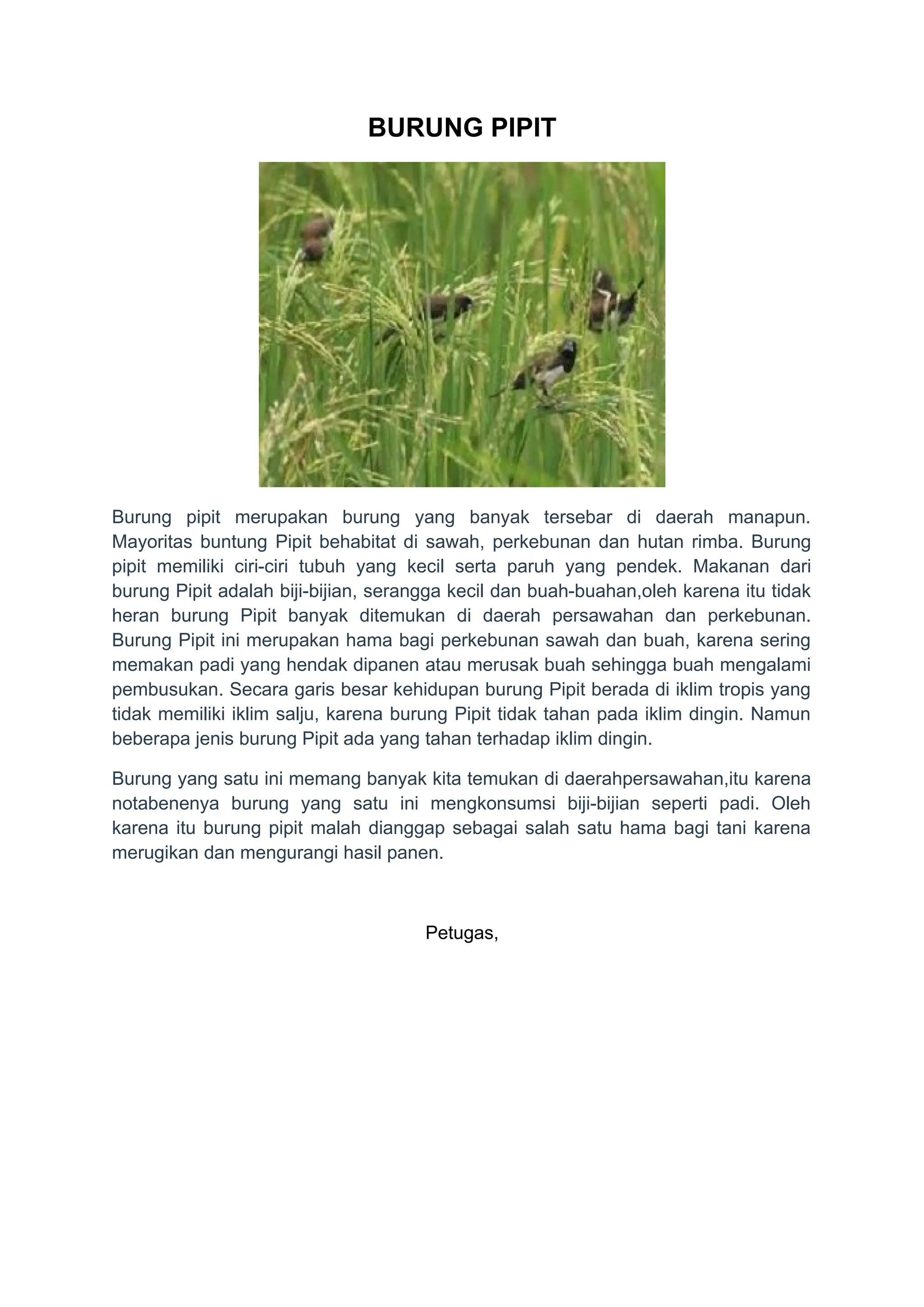 Mengenal BURUNG PIPIT sebagai hama tanaman padi | DOCX