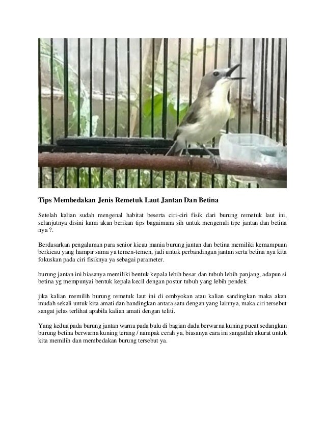 Burung remetuk laut | PDF