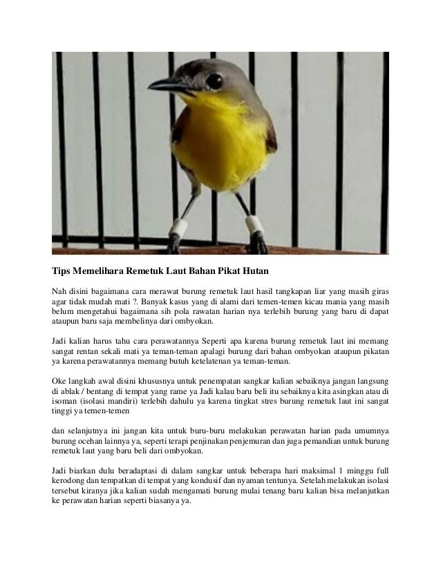 Burung remetuk laut | PDF