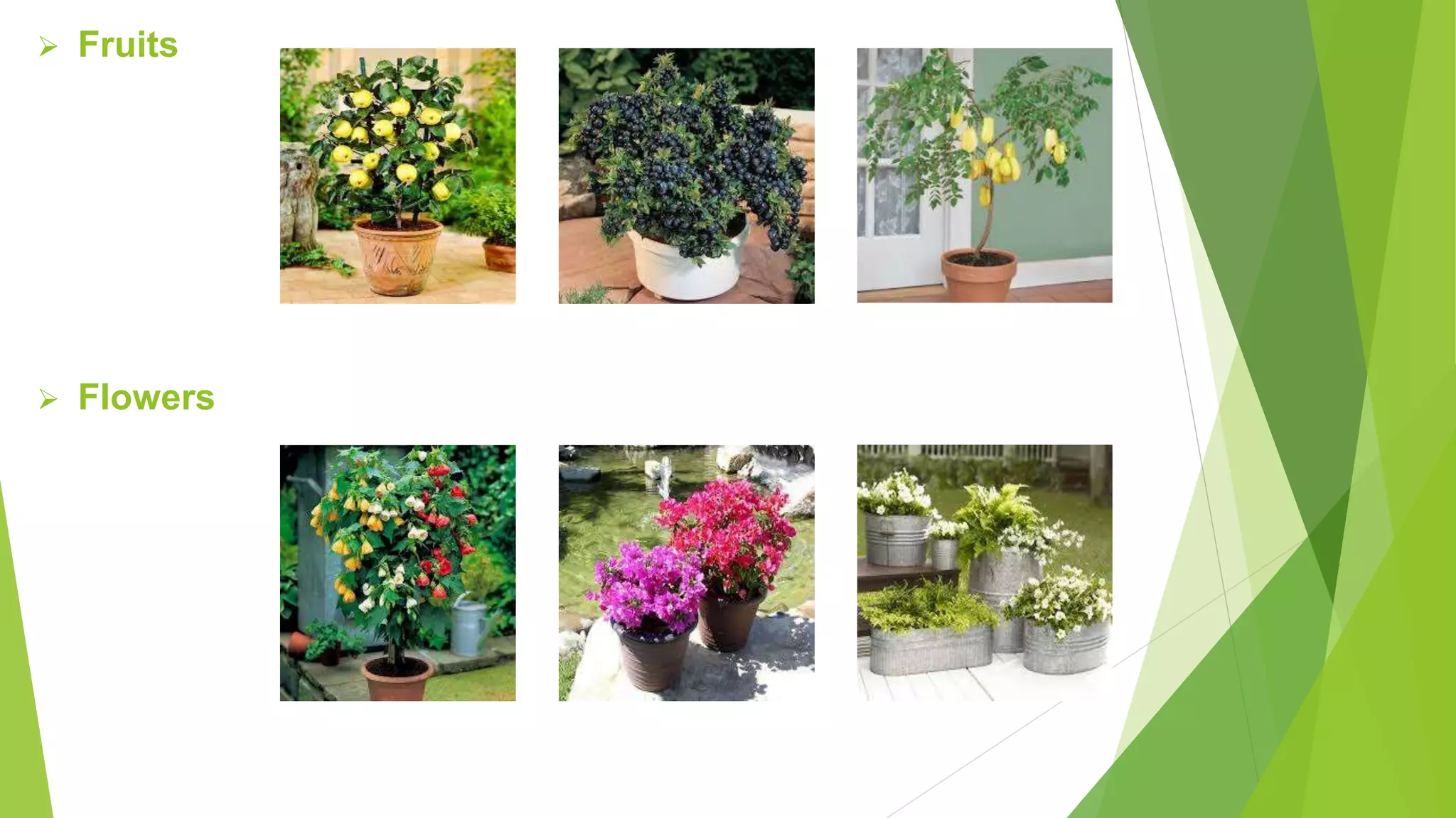 Nursery Business Plan | PPTX
