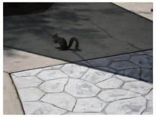 Increte Systems in Busch Garden | PPT