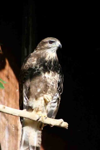 Buse variable | PDF