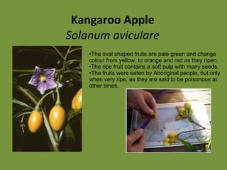 Bush Food, Fibre And Medicine | PPT