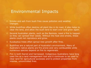 Bushfires | PPTX