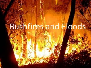 Bushfires and floods ppt | PPTX