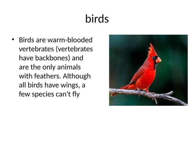 animal presentation powerpoint grade 1 . | PPT