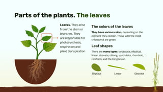PLANTS : Nutrition Photosynthetis and Respiration | PPT