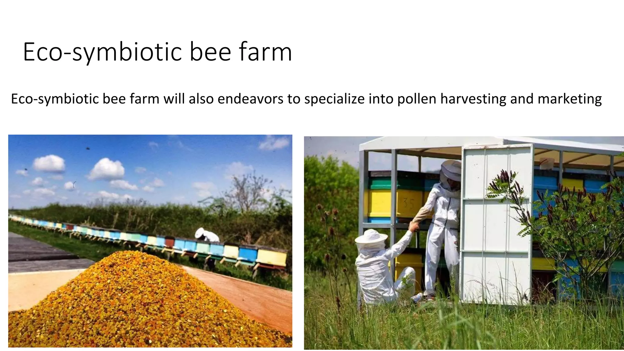 Business plan : Eco-Symbiotic Silver Syrup Farm | PPTX