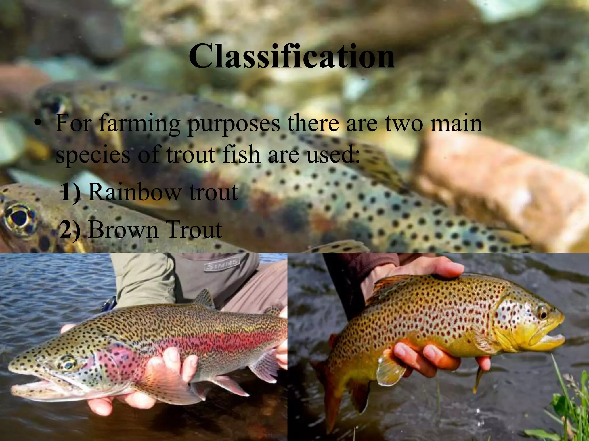 Trout Fish Farming Business plan | PPTX