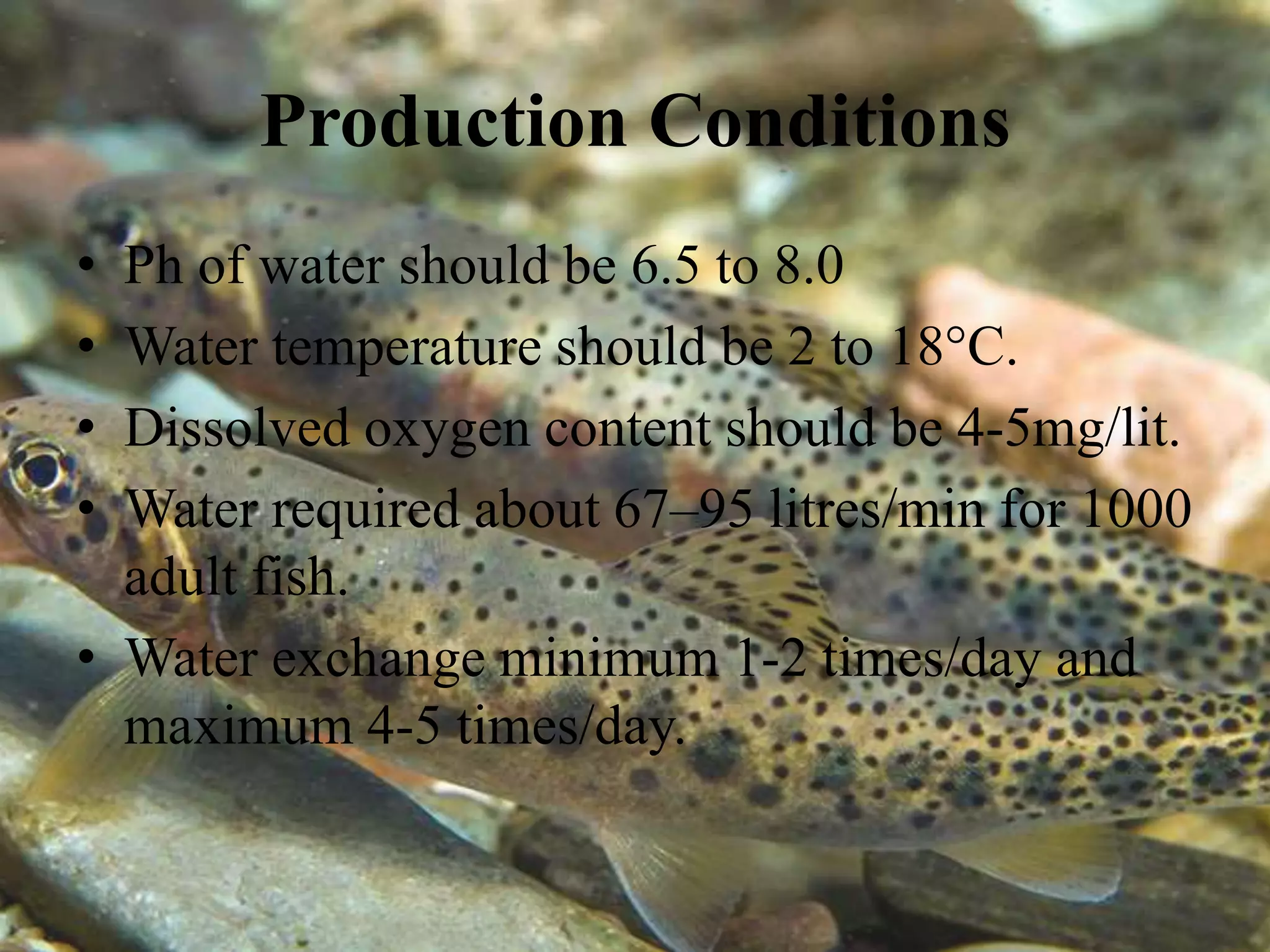 Trout Fish Farming Business plan | PPTX