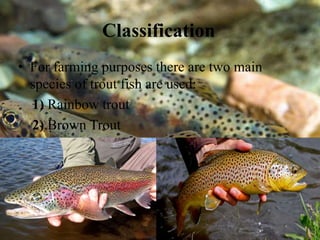 Trout Fish Farming Business plan | PPTX
