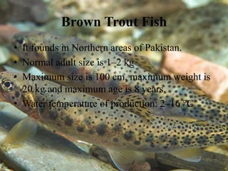 Pakistani Trout Fish