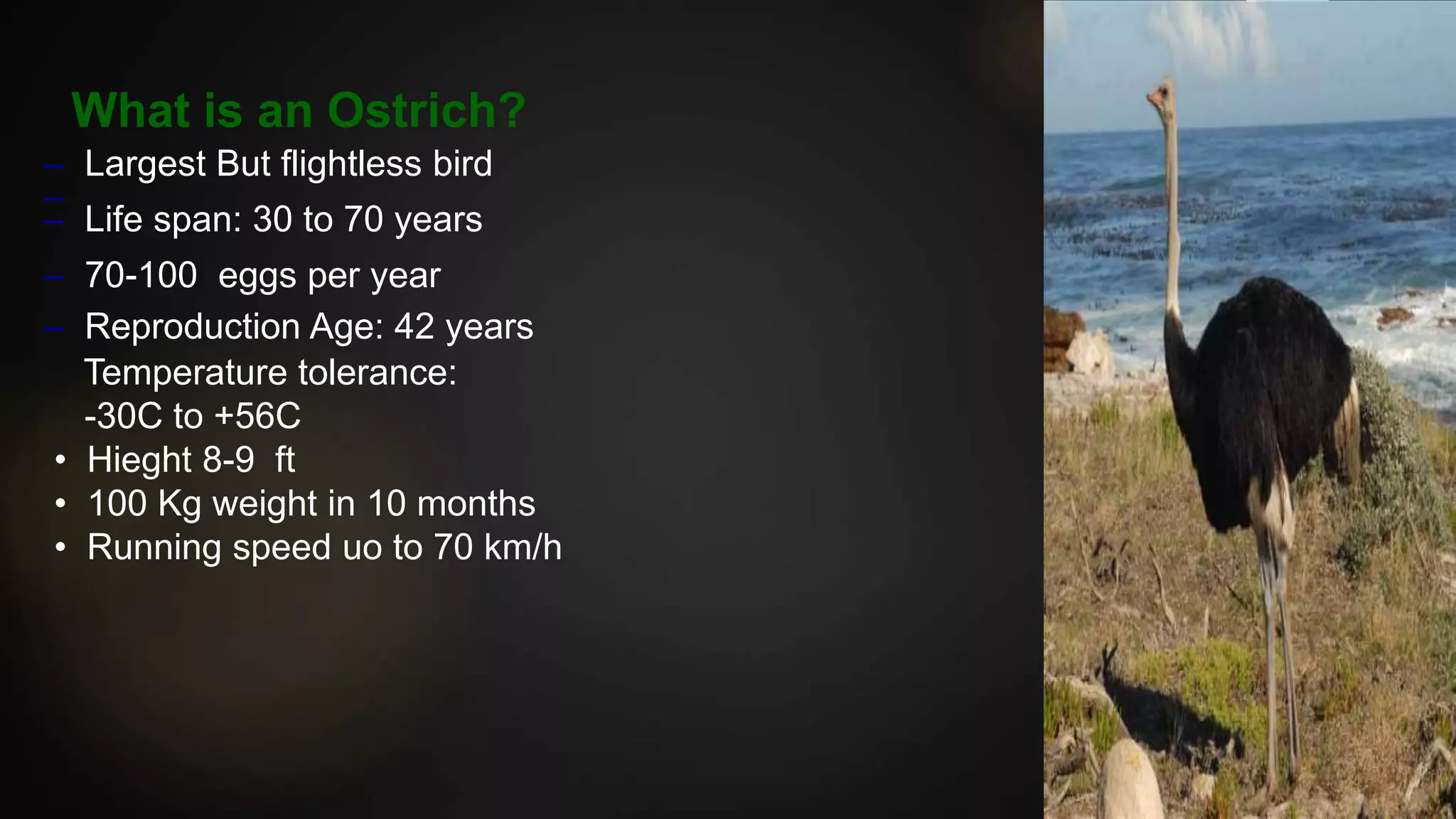 Business plan of ostritch farming by wajahat | PPTX