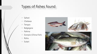 Income generation through live-stock based integrated fish farming ...