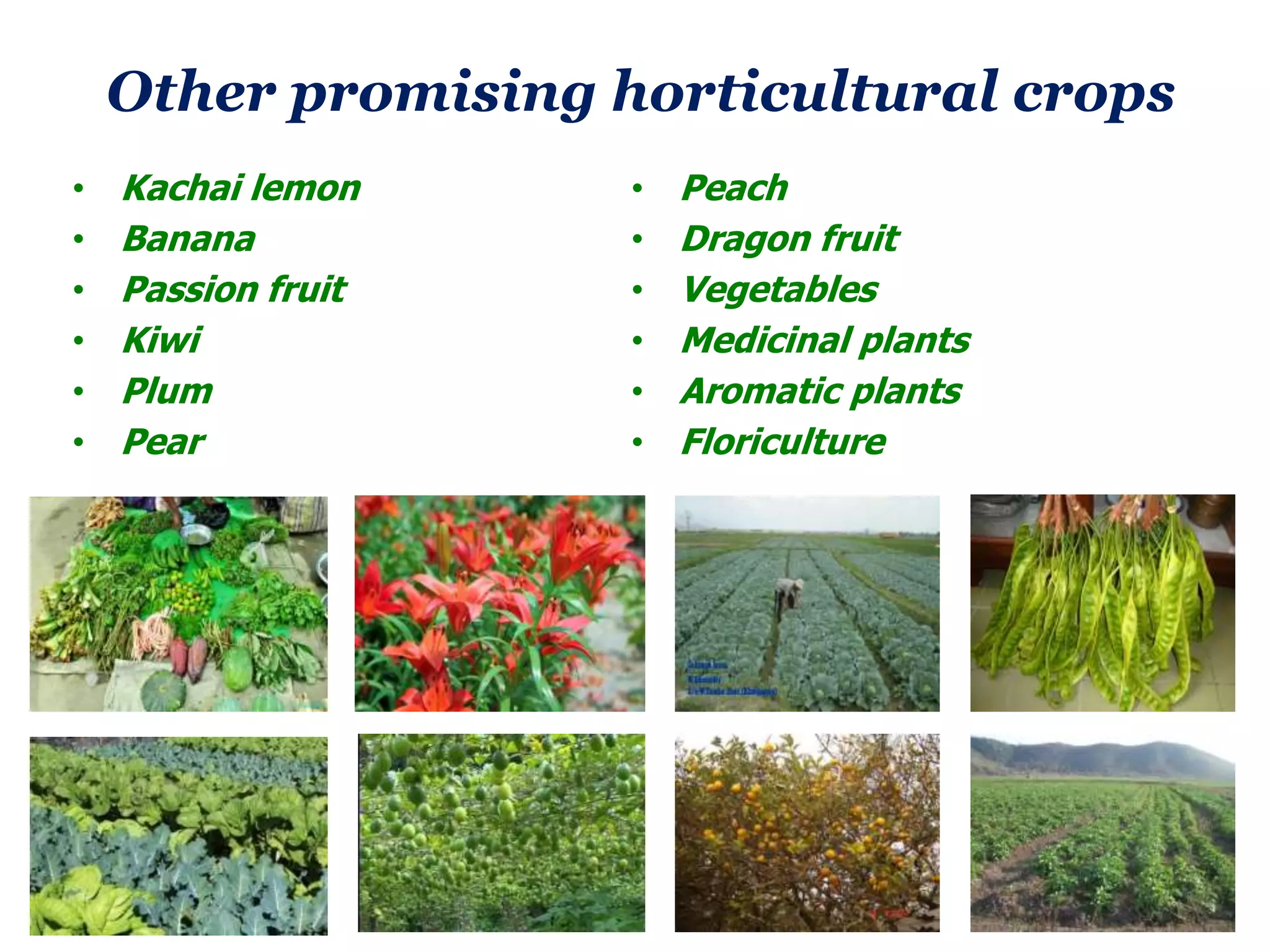 Business potential of horticultural crops of manipur | PPTX