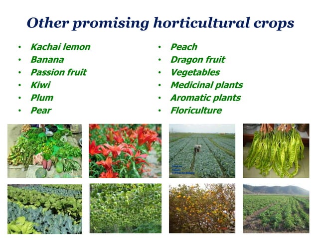 Business potential of horticultural crops of manipur | PPTX ...
