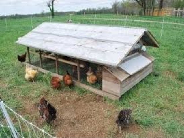 chicken-production-business-proposal-entrepren