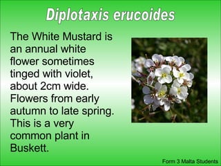 Buskett Plants | PPT